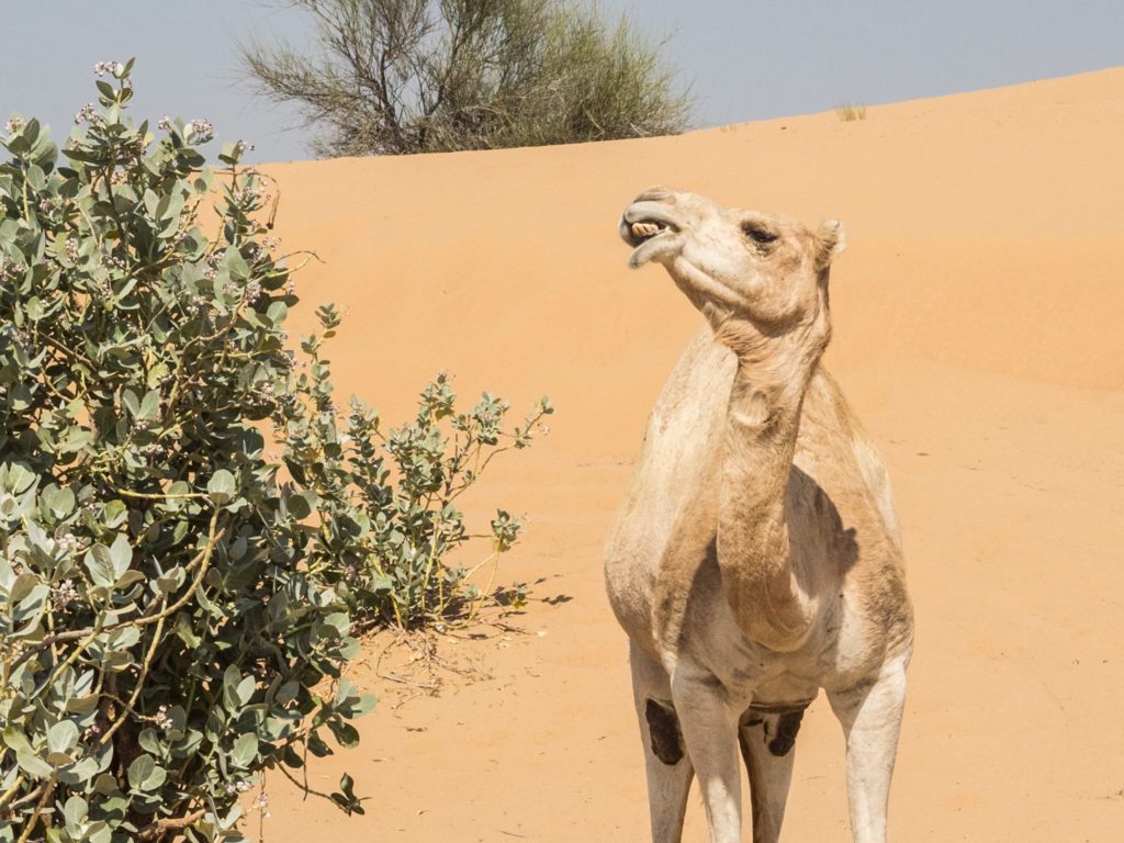 The COE in Dubai - Chamber Orchestra of Europe